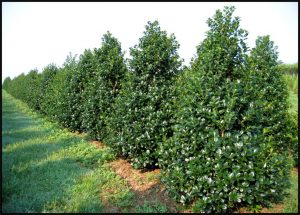 Emily Brunner Holly – southeasterngrowers.com